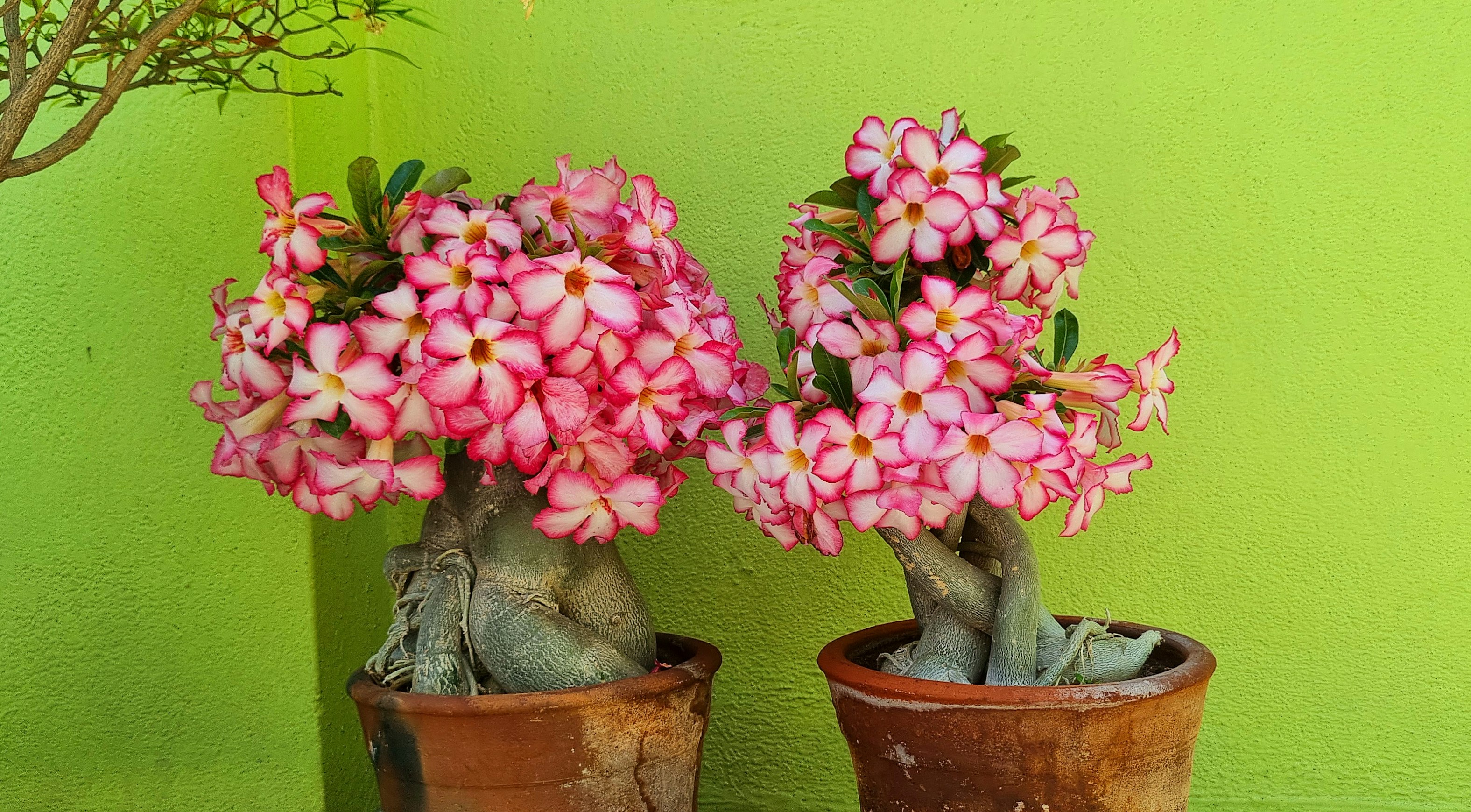 Adenium obesum Care Guide: Indoor Houseplant Tips | Better Indoor ...