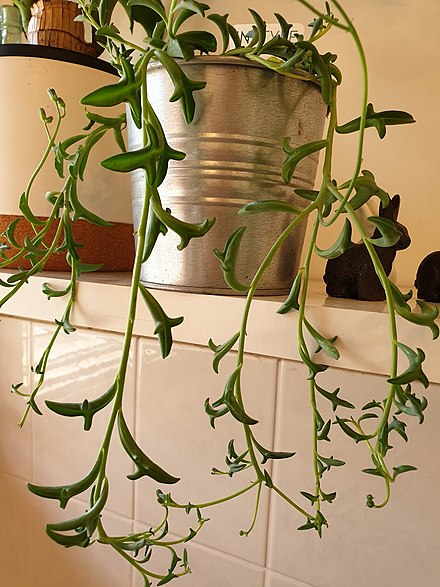 Curio × peregrinus Care Guide: Indoor Houseplant Tips | Better Indoor ...