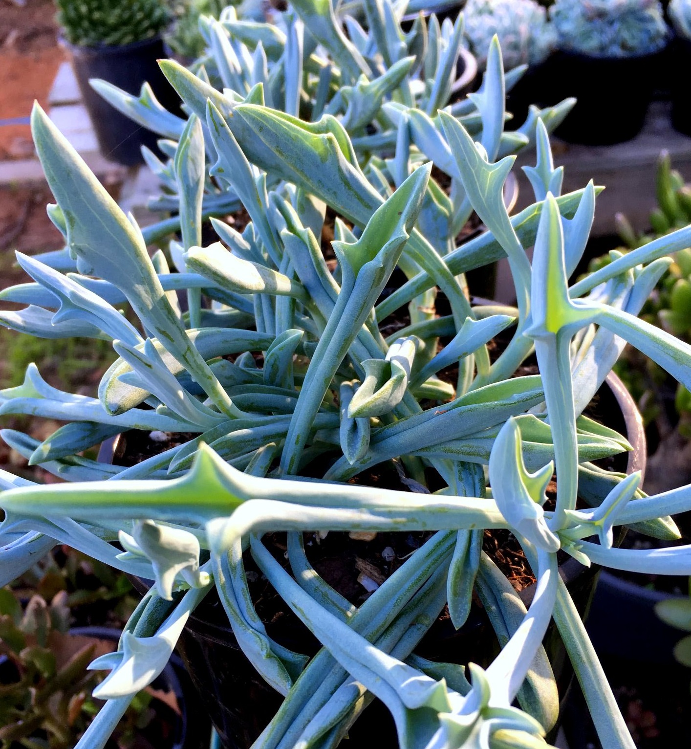 Curio 'Trident Blue' Care Guide: Indoor Houseplant Tips | Better Indoor ...