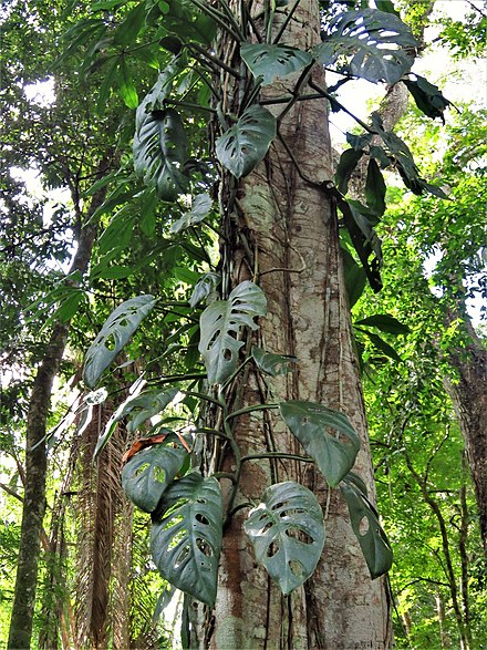 Monstera acuminata Care Guide: Indoor Houseplant Tips | Better Indoor ...