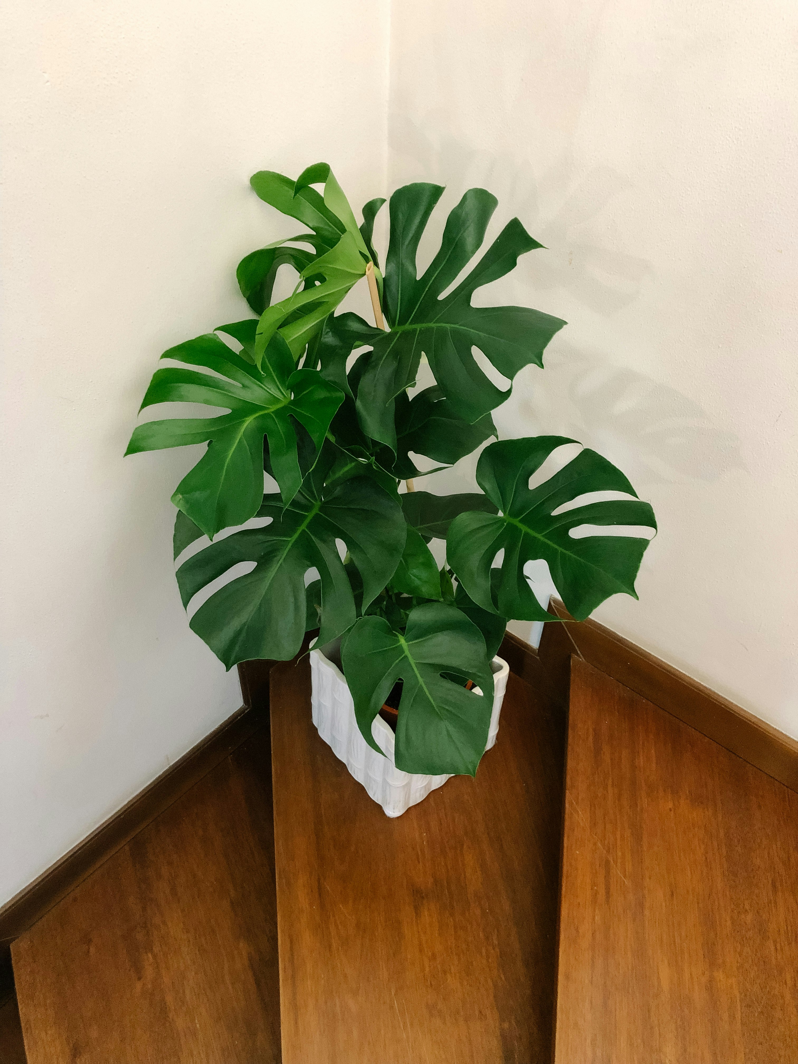 Monstera Deliciosa Care Guide: Indoor Houseplant Tips | Better Indoor Houseplants