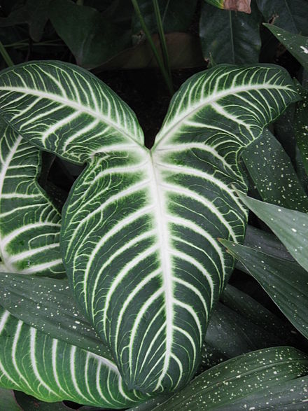 Phyllotaenium Care Guide: Indoor Houseplant Tips | Better Indoor ...